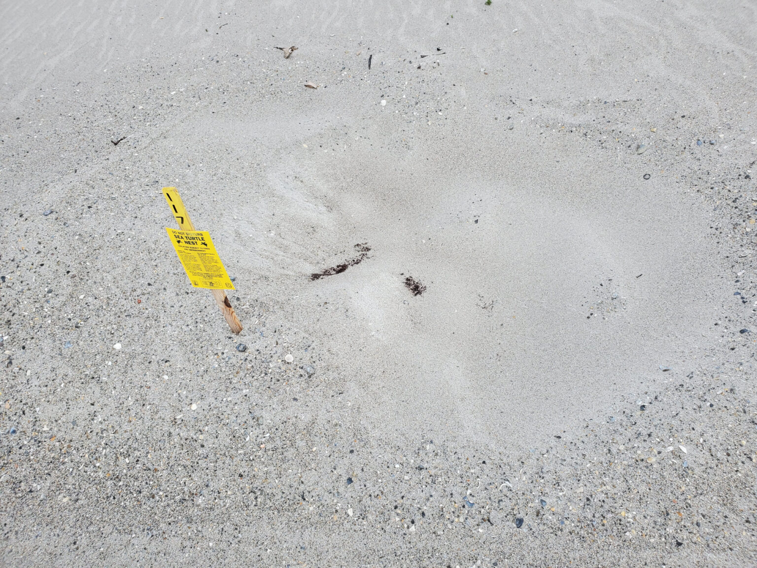 5 Things you Should Know About Sea Turtle Season on the Space Coast ...