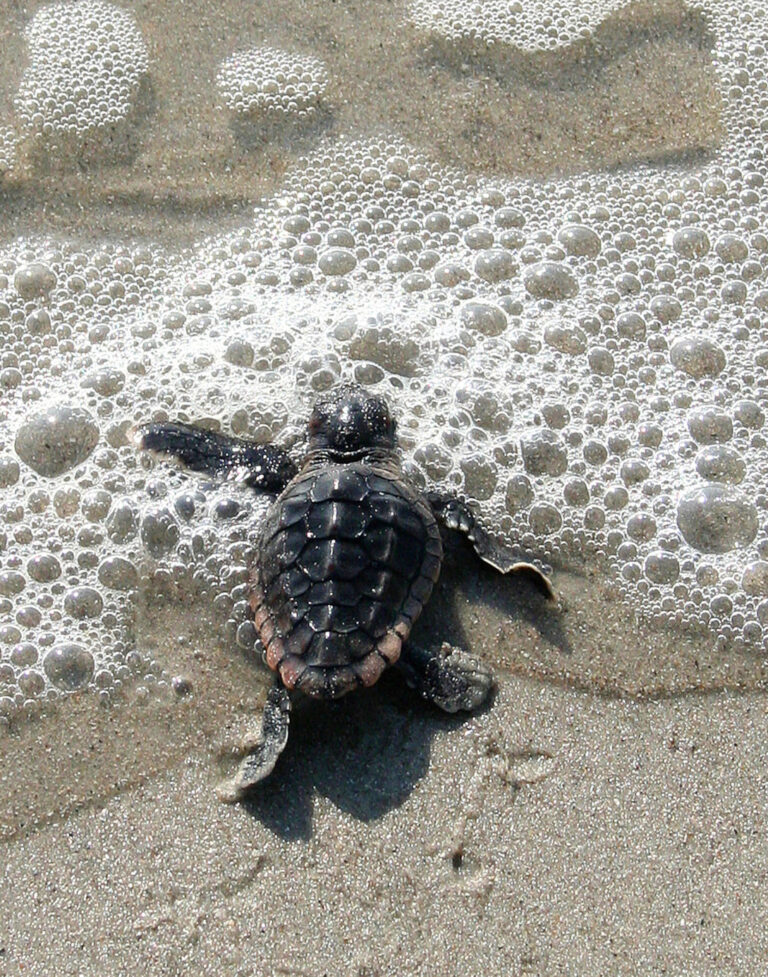 5 Things you Should Know About Sea Turtle Season on the Space Coast ...