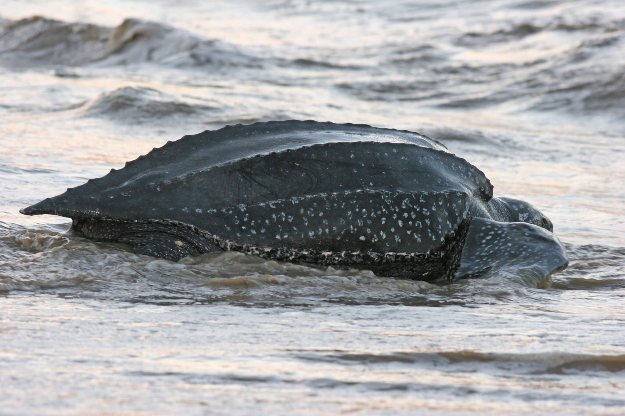 5 Things you Should Know About Sea Turtle Season on the Space Coast ...