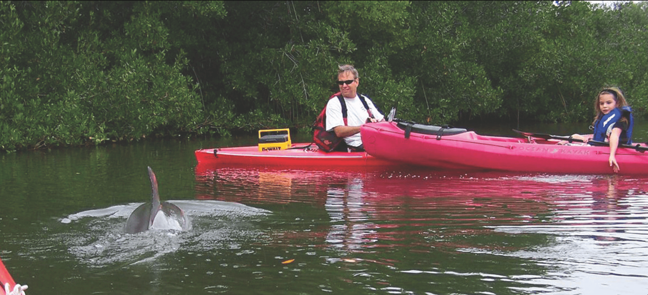 All About Dolphins and Where to See Them on the Space Coast - Visit ...