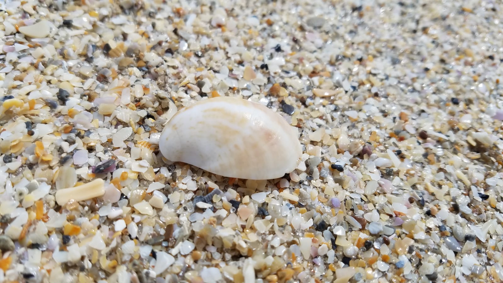 The Space Coast Seashell Guide Part 1 - Visit Space Coast