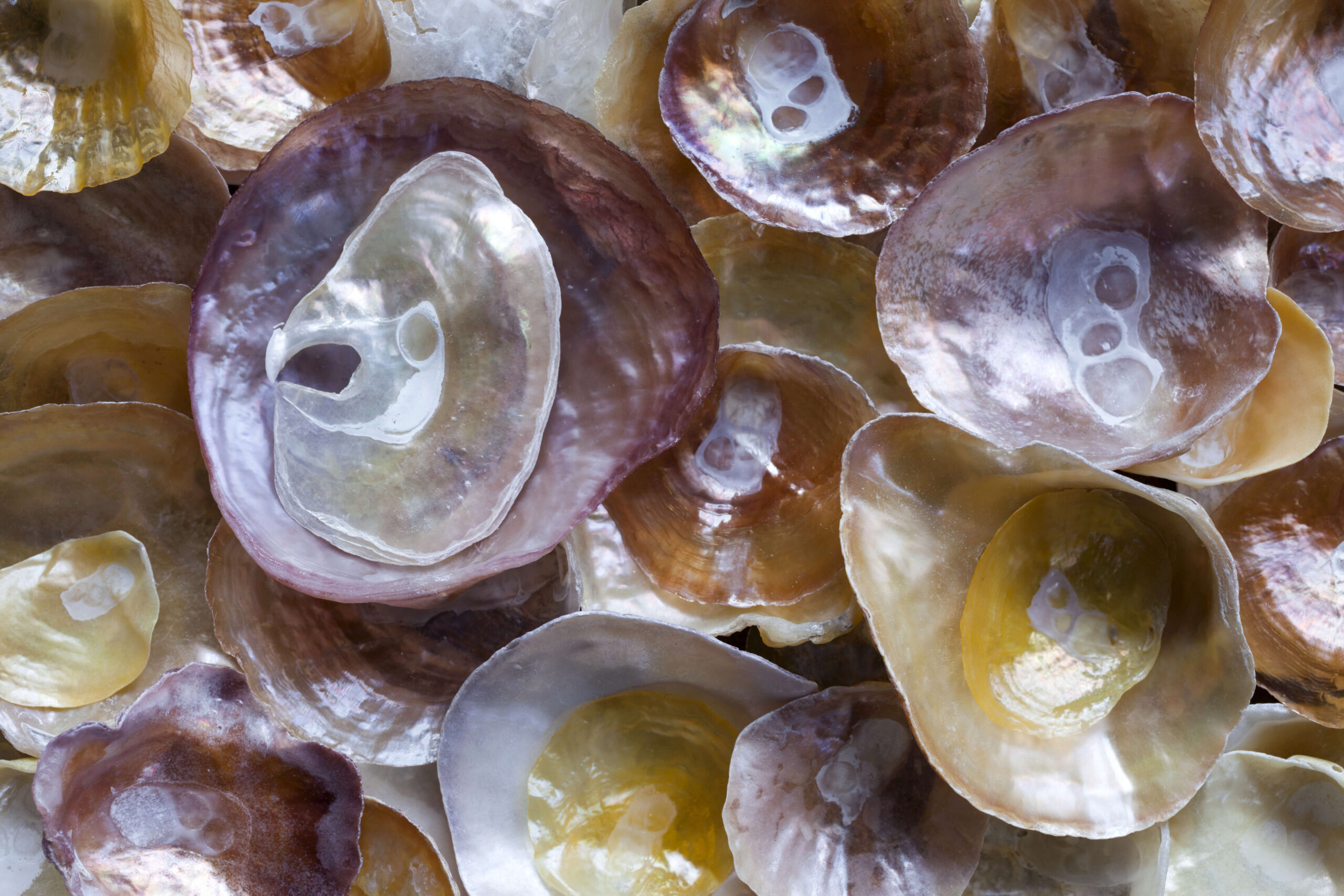 The Space Coast Seashell Guide Part 1 - Visit Space Coast