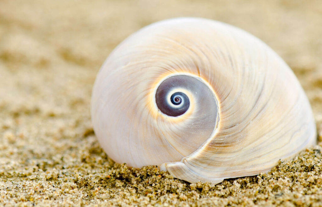 The Space Coast Seashell Guide Part 1 - Visit Space Coast