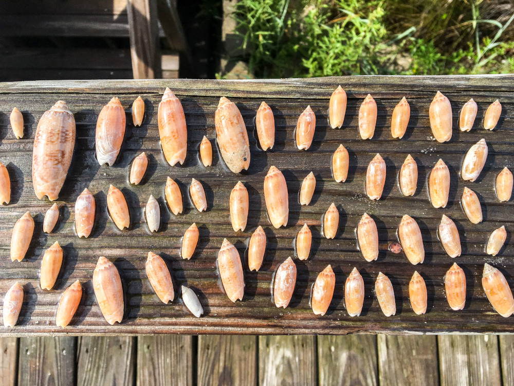 The Space Coast Seashell Guide Part 1 - Visit Space Coast