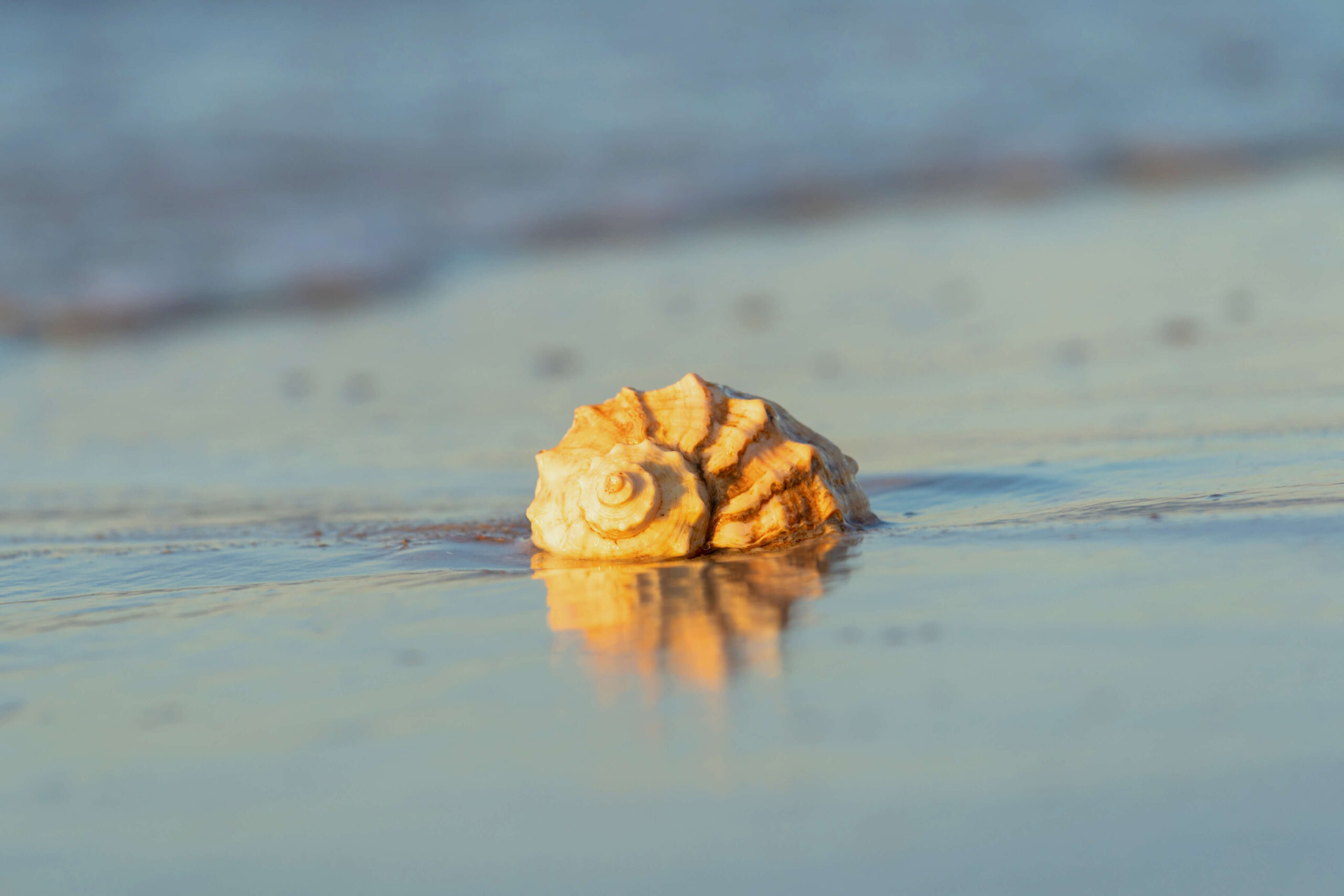 The Space Coast Seashell Guide Part 1 - Visit Space Coast