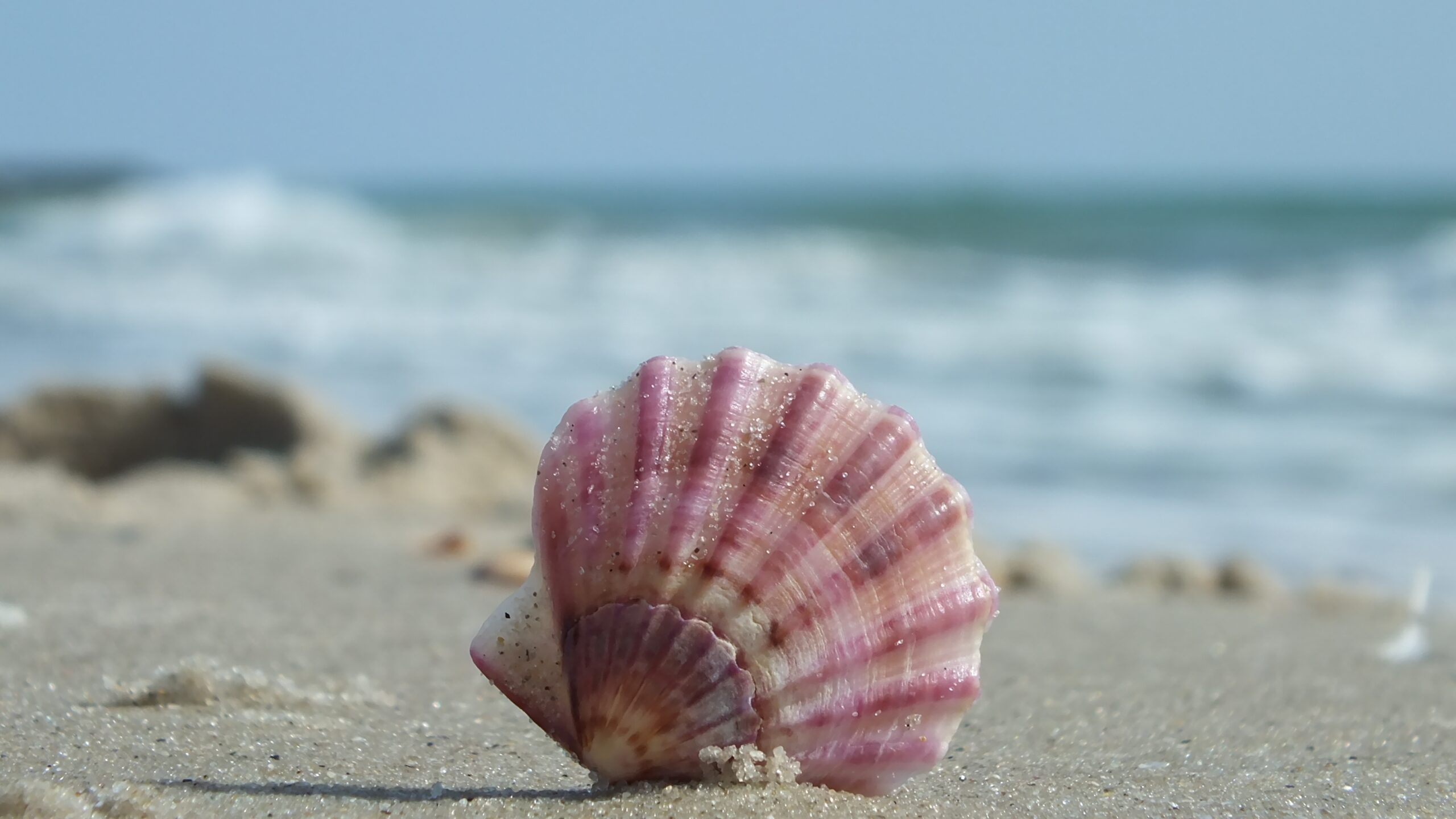 The Space Coast Seashell Guide Part 1 - Visit Space Coast