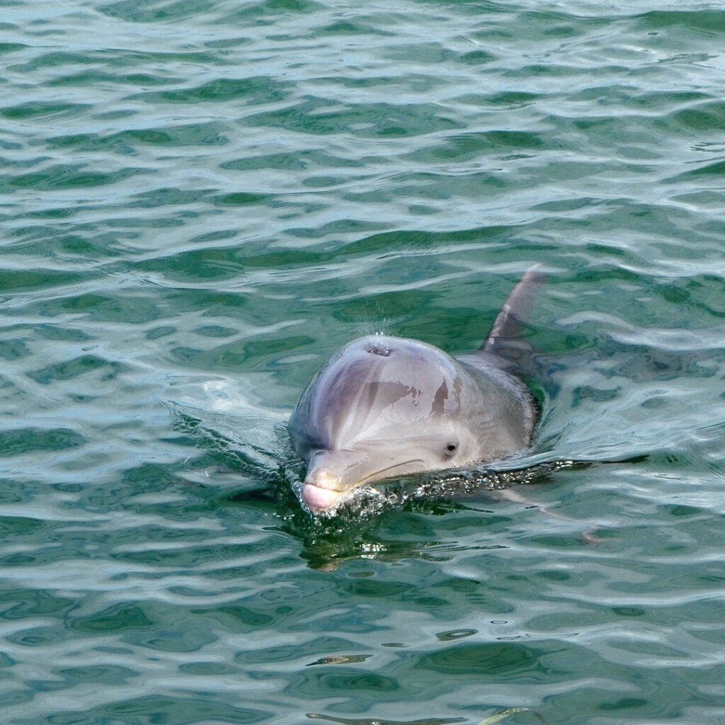 Dolphins - Visit Space Coast